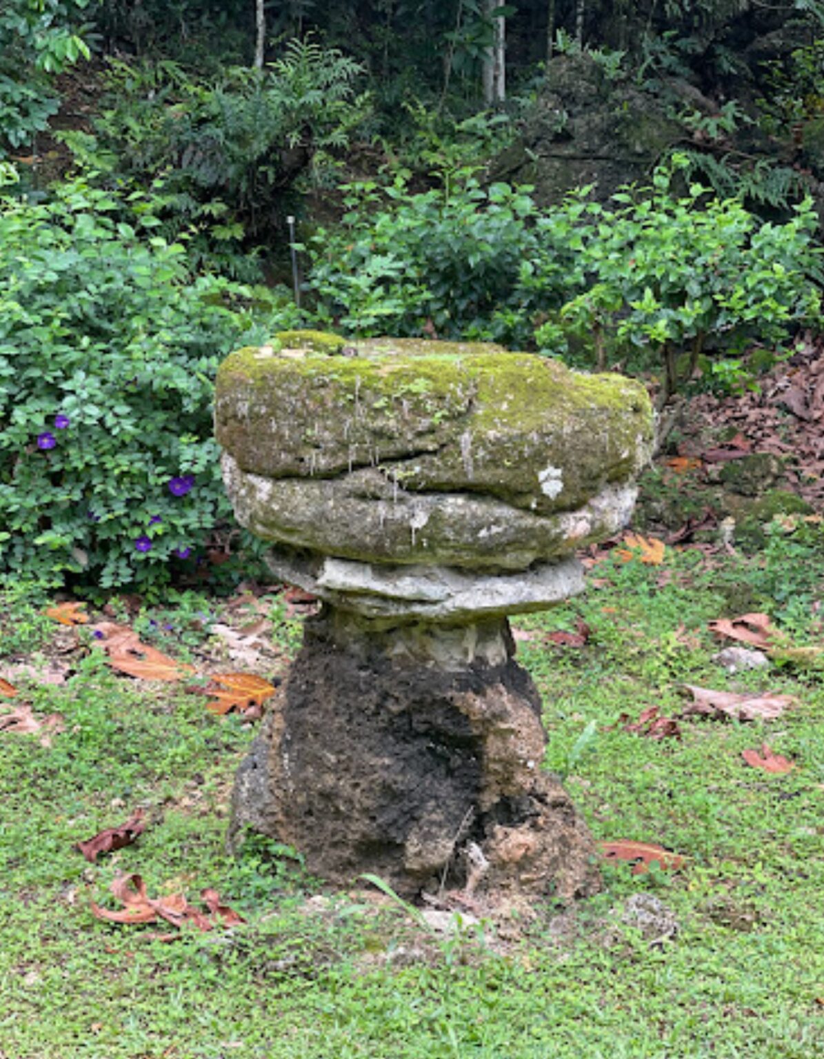 Membership with the House of Chamorros